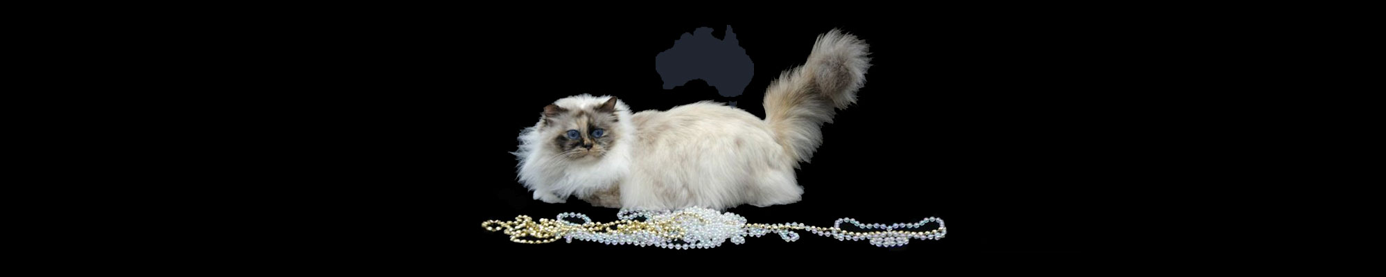 CCCA | Co-Ordinating Cat Council of Australia