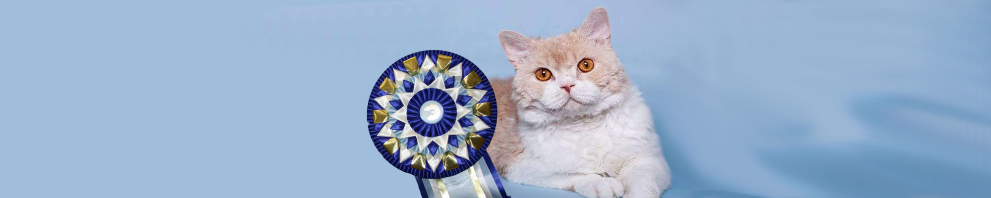 CCCA | Co-Ordinating Cat Council of Australia