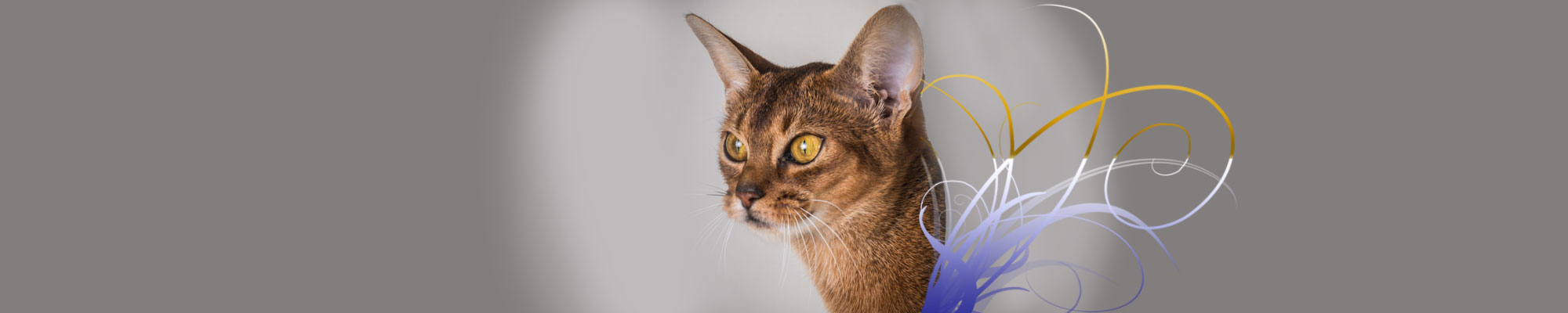 CCCA | Co-Ordinating Cat Council of Australia